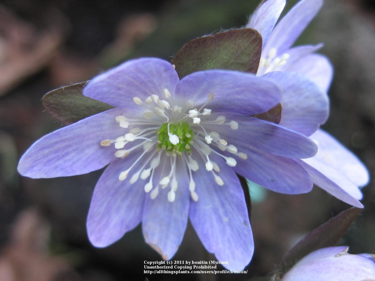 Liverleaf (Hepatica nobilis var. obtusa) - Garden.org