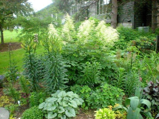 Photo of the entire plant of Appalachian False Goat's Beard (Astilbe ...