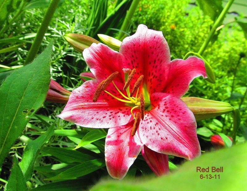 Lily (Lilium 'Red Bell') in the Lilies Database - Garden.org