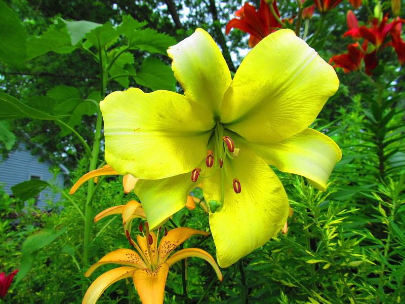 Photo of the bloom of Lily (Lilium 'Lemon Lime') posted by jmorth ...