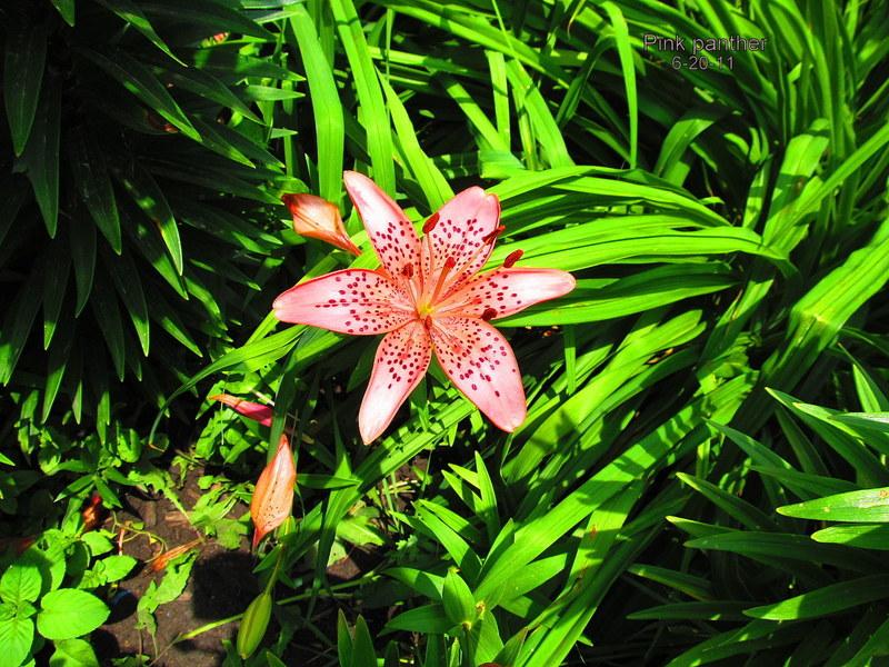 Lily (Lilium 'Pink Panther') in the Lilies Database - Garden.org