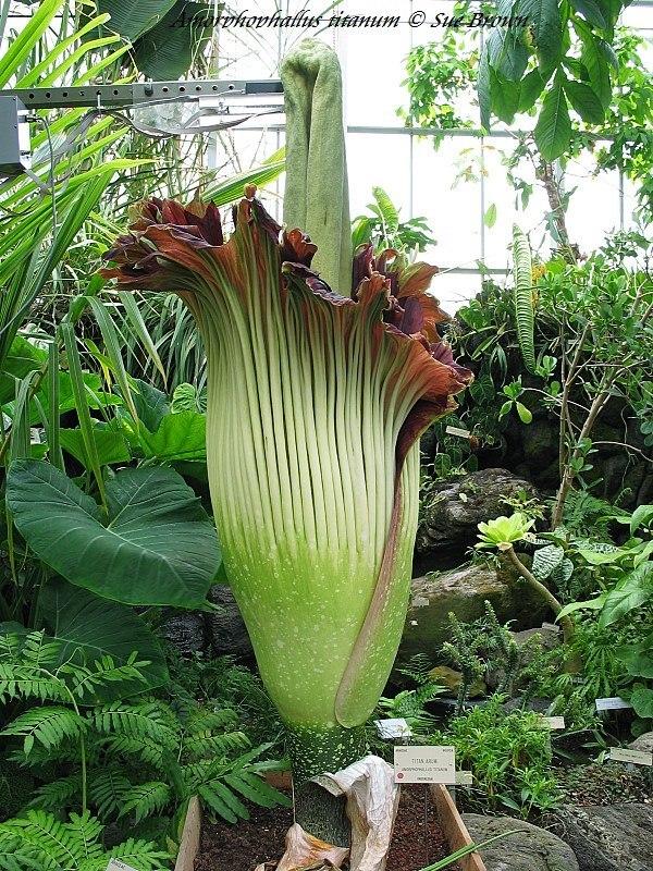 Amorphophallus: Plant Care and Collection of Varieties - Garden.org