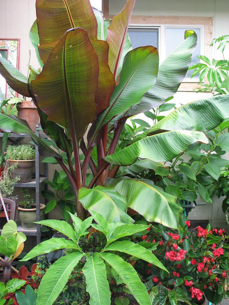 False Bananas: Plant Care and Collection of Varieties - Garden.org