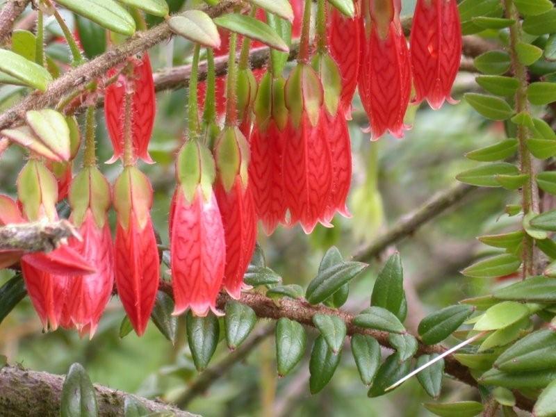 Photo of the bloom of Agapetes (Agapetes serpens) posted by Ferenc ...