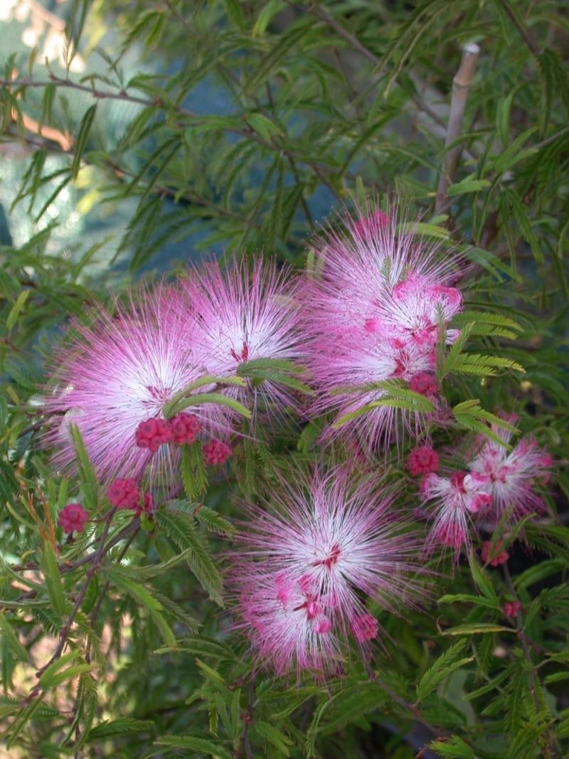 Pink Powder Puff (Calliandra surinamensis) - Garden.org