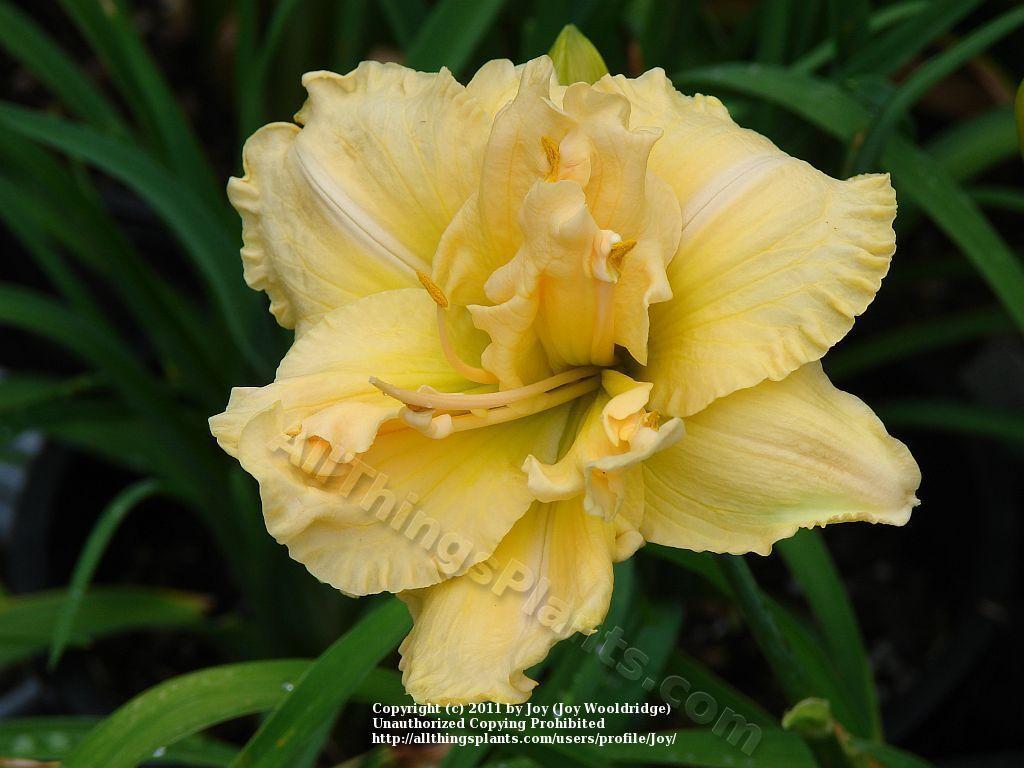Daylily (Hemerocallis 'Double Conch Shell') in the Daylilies Database - Garden.org