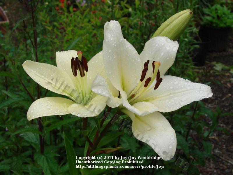 Photo of the bloom of Lily (Lilium 'Mystery Queen') posted by Joy ...