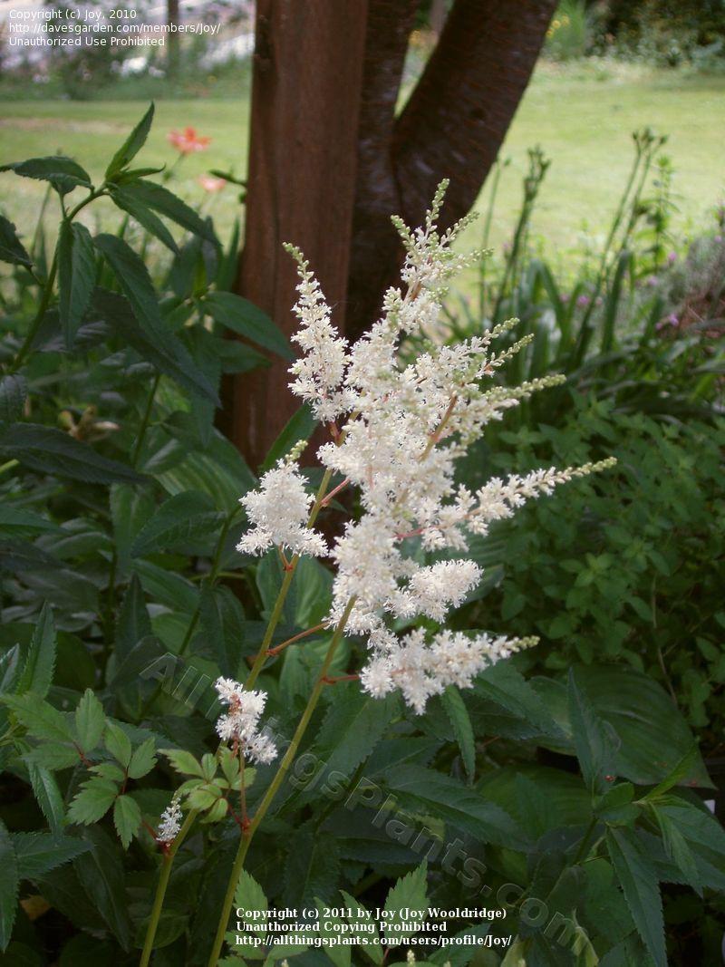 Astilbe 'Diamant' in the Astilbes Database - Garden.org
