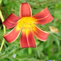 Daylily (Hemerocallis 'Red Magic') in the Daylilies Database - Garden.org