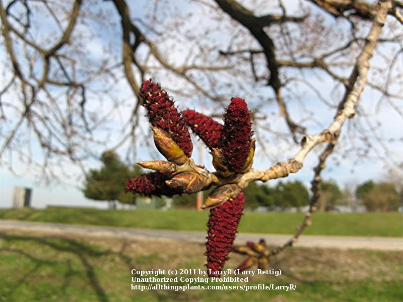 Photo of the bloom of Eastern Cottonwood (Populus deltoides) posted by ...