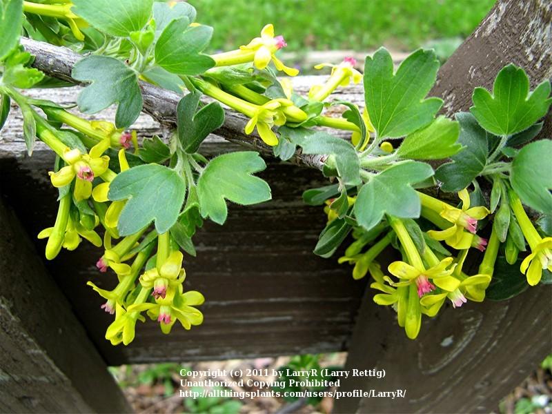 Photo of the bloom of Clove Currant (Ribes aureum var. villosum) posted ...