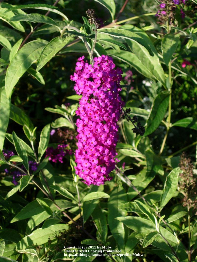 Butterfly Bush (Buddleja davidii 'Harlequin') in the Butterfly Bushes ...