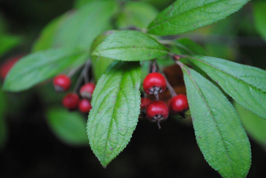 Photo of the leaves of Red Chokeberry (Aronia arbutifolia ...