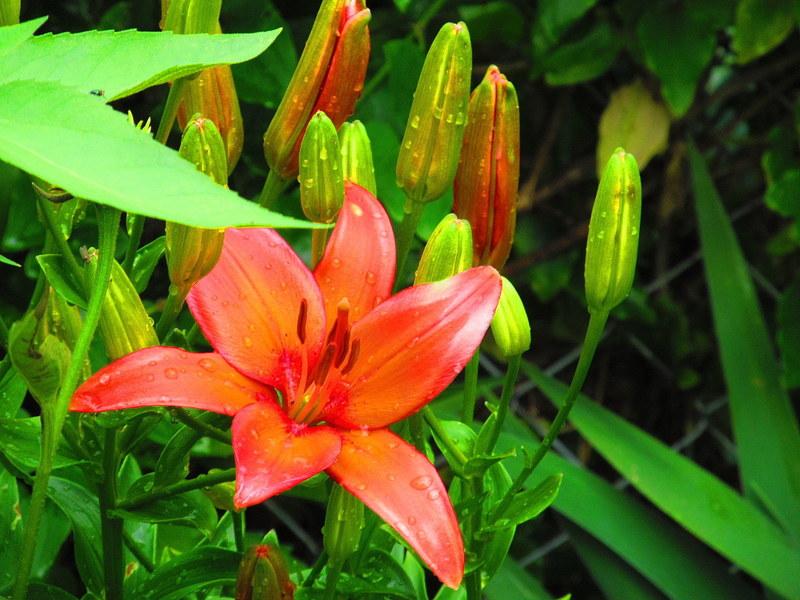 Lily (Lilium 'Red Electric') in the Lilies Database - Garden.org