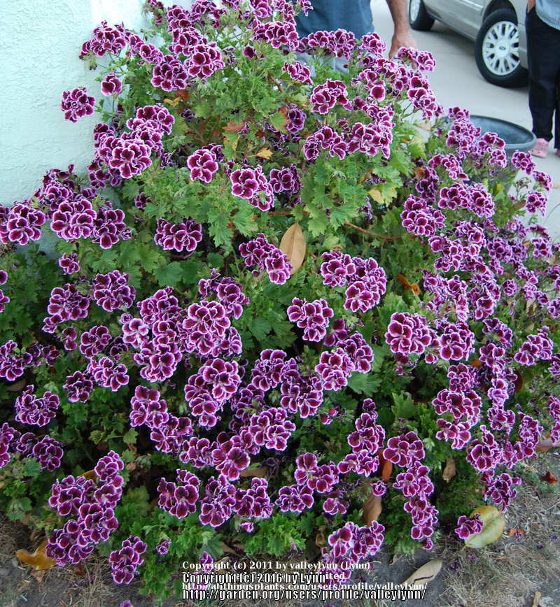 Photo of the entire plant of Regal Geranium (Pelargonium x domesticum ...