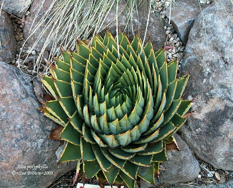 Photo of the entire plant of Spiral Aloe (Aloe polyphylla) posted by ...