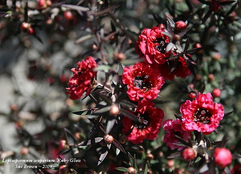 Photo of the bloom of New Zealand Tea Tree (Leptospermum scoparium ...
