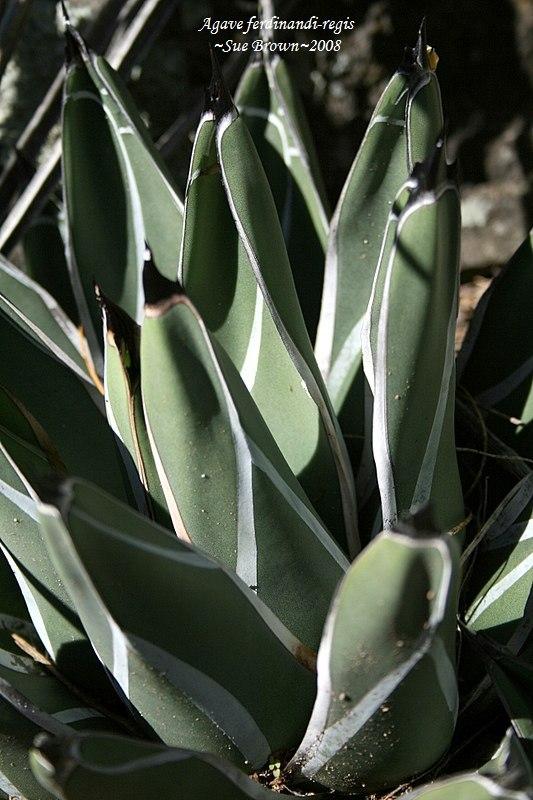 Photo of the leaves of King Ferdinand Agave (Agave nickelsiae) posted ...