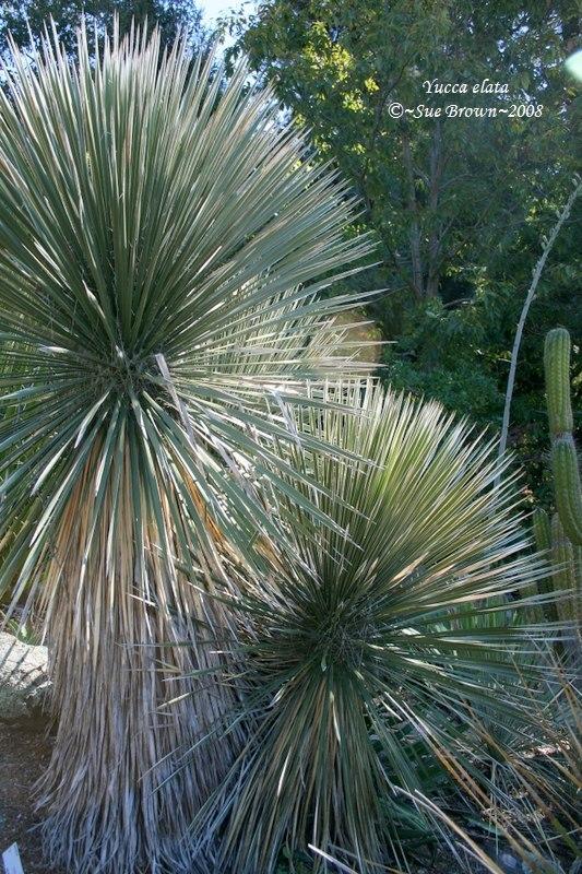 Photo of the entire plant of Soaptree Yucca (Yucca elata) posted by ...