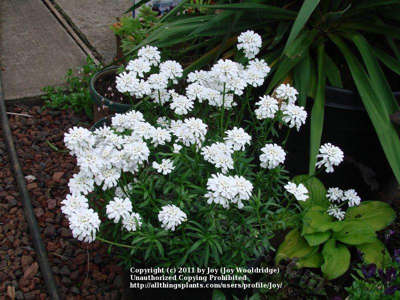 Photo of the entire plant of Evergreen Candytuft (Iberis sempervirens ...