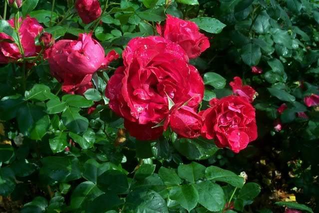 Rose (Rosa 'Tamango') in the Roses Database - Garden.org