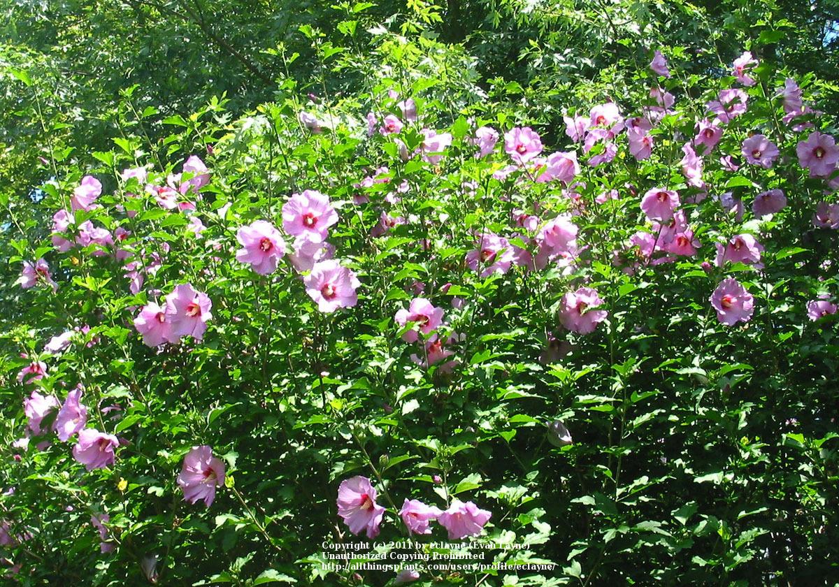 Roses Of Sharon: Plant Care and Collection of Varieties - Garden.org