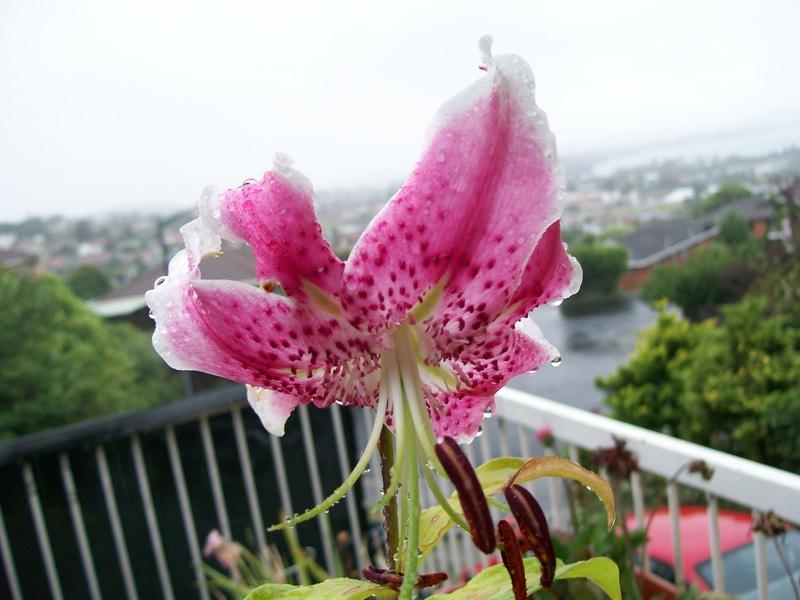 Photo of the bloom of Rubrum Lily (Lilium speciosum var. speciosum ...