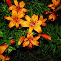 Lily (Lilium 'Ember') in the Lilies Database - Garden.org