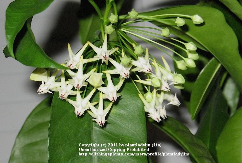 Photo of the bloom of Shooting Star Hoya (Hoya multiflora) posted by ...
