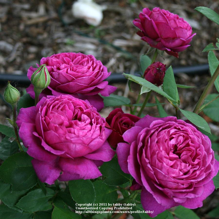 Rose (Rosa 'Old Port') in the Roses Database - Garden.org