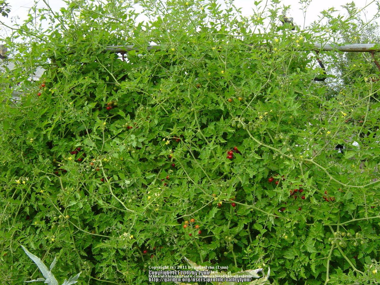 Photo of the entire plant of Tomato (Solanum lycopersicum 'Matt's Wild ...