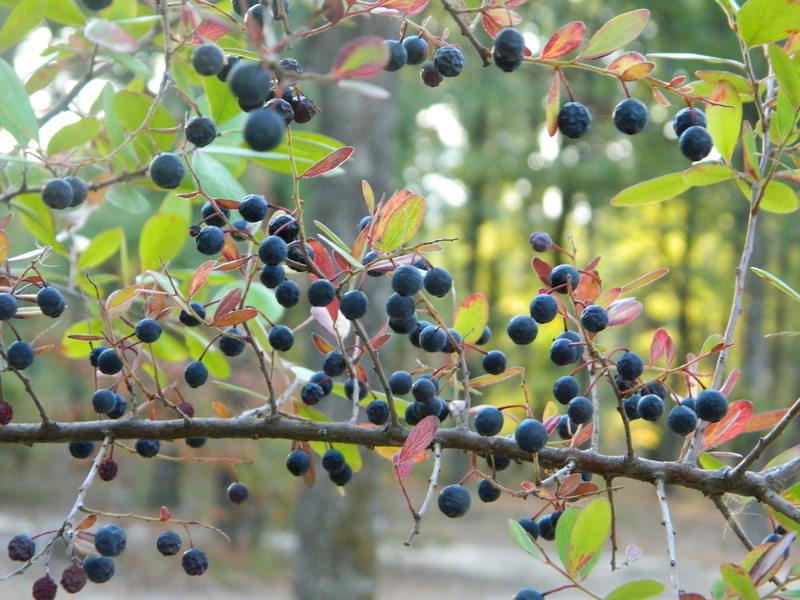 Photo of the fruit of Farkleberry (Vaccinium arboreum) posted by ...