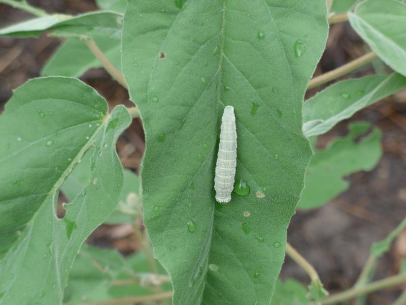 Photo of the leaves of Hogwort (Croton capitatus) posted by wildflowers ...