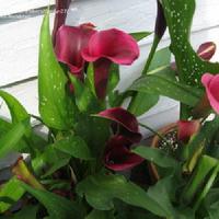 Photo of the bloom of Calla Lily (Zantedeschia 'Rudolph') posted by ...
