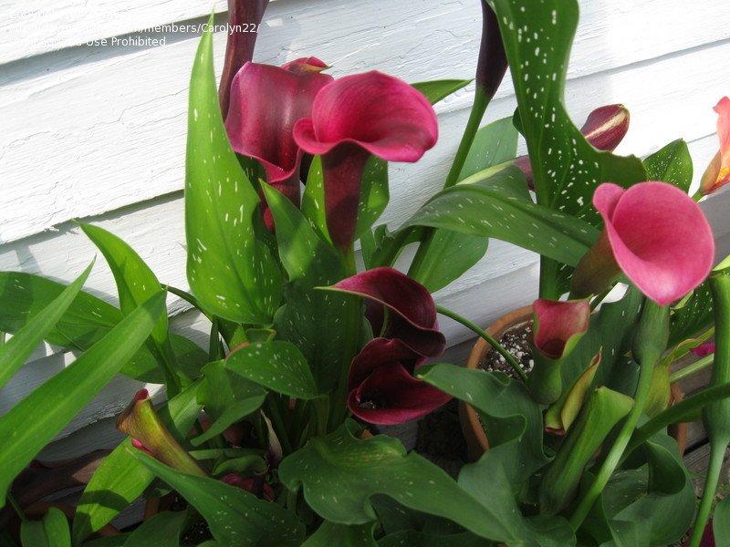 Photo of the bloom of Calla Lily (Zantedeschia 'Rudolph') posted by ...