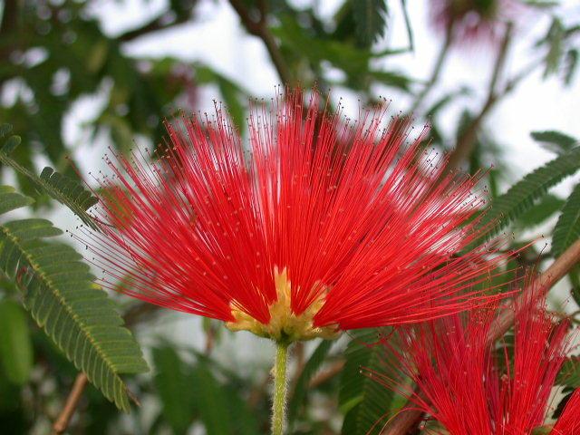 Mexican Flame Bush (Calliandra tweediei) - Garden.org