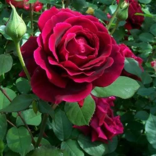 Rose (Rosa 'Crimson Glory') in the Roses Database - Garden.org