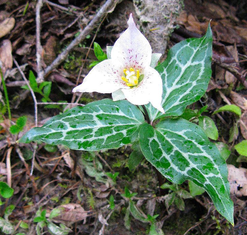Photo of the entire plant of Brook Wakerobin (Pseudotrillium rivale ...