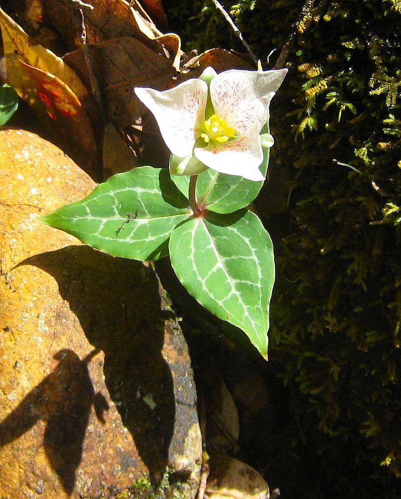 Photo of the entire plant of Brook Wakerobin (Pseudotrillium rivale ...