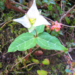 Photo of the entire plant of Brook Wakerobin (Pseudotrillium rivale ...