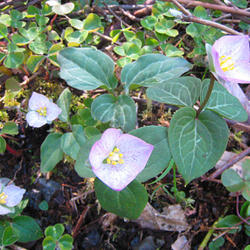 Photo of the entire plant of Brook Wakerobin (Pseudotrillium rivale ...