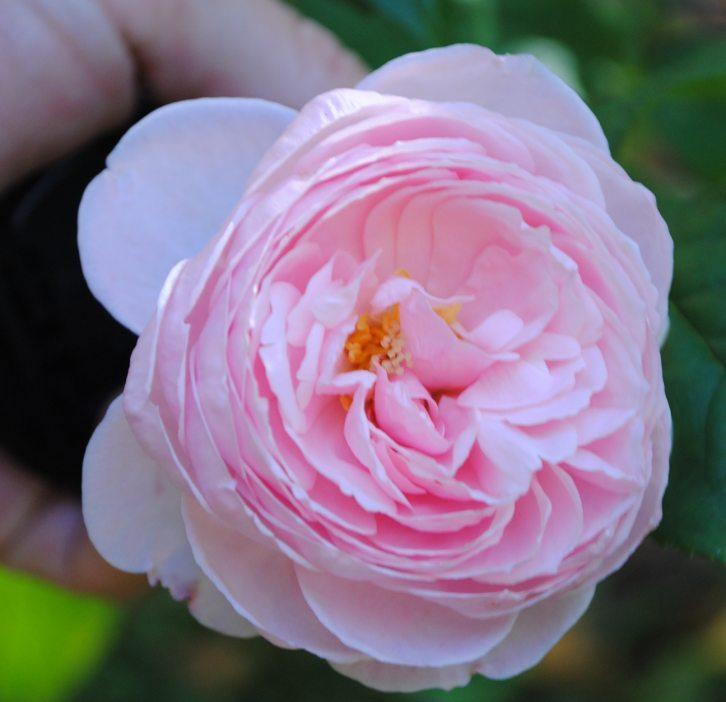 Photo of the bloom of Rose (Rosa 'Nahema') posted by chelle - Garden.org
