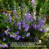 Photo of the entire plant of Texas Ranger (Leucophyllum frutescens ...