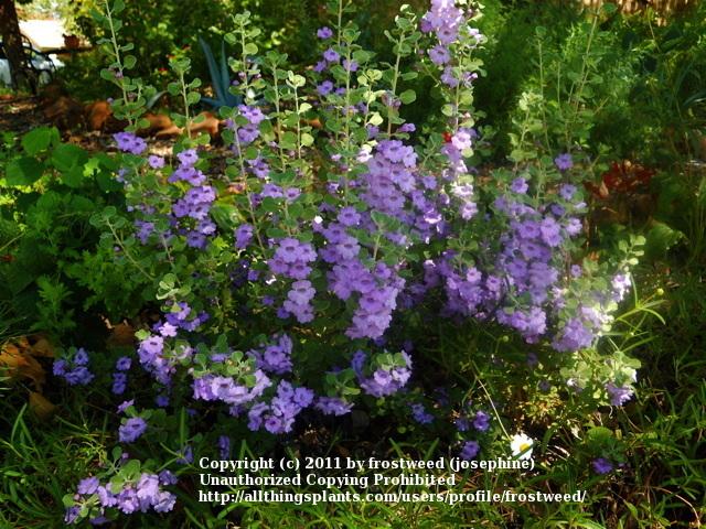 Photo of the entire plant of Texas Ranger (Leucophyllum frutescens ...