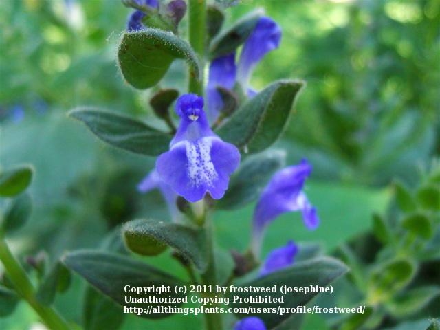 Heart-Leaved Skullcap (Scutellaria ovata) - Garden.org