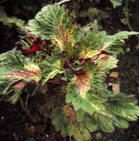 Photo of the leaves of Coleus (Coleus scutellarioides Florida City ...