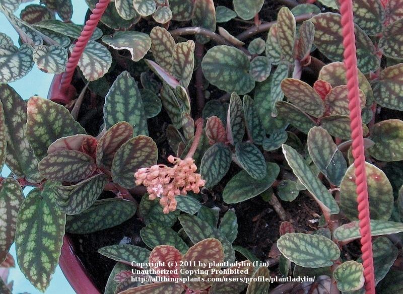 Photo of the leaves of Rainbow Vine (Procris repens) posted by ...