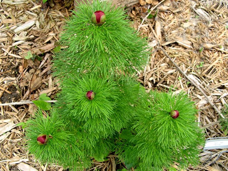 Photo of the entire plant of Double Fernleaf Peony (Paeonia tenuifolia ...