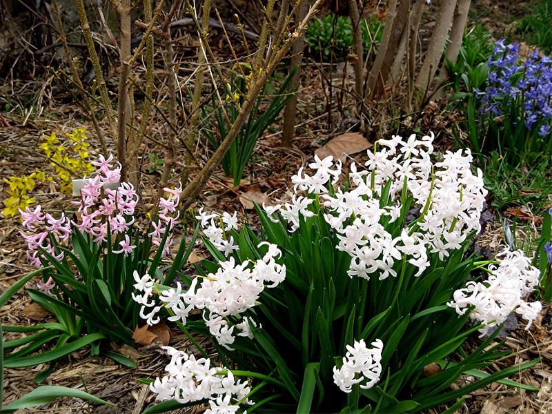 Roman Hyacinth (Hyacinthus orientalis subsp. orientalis) in the ...