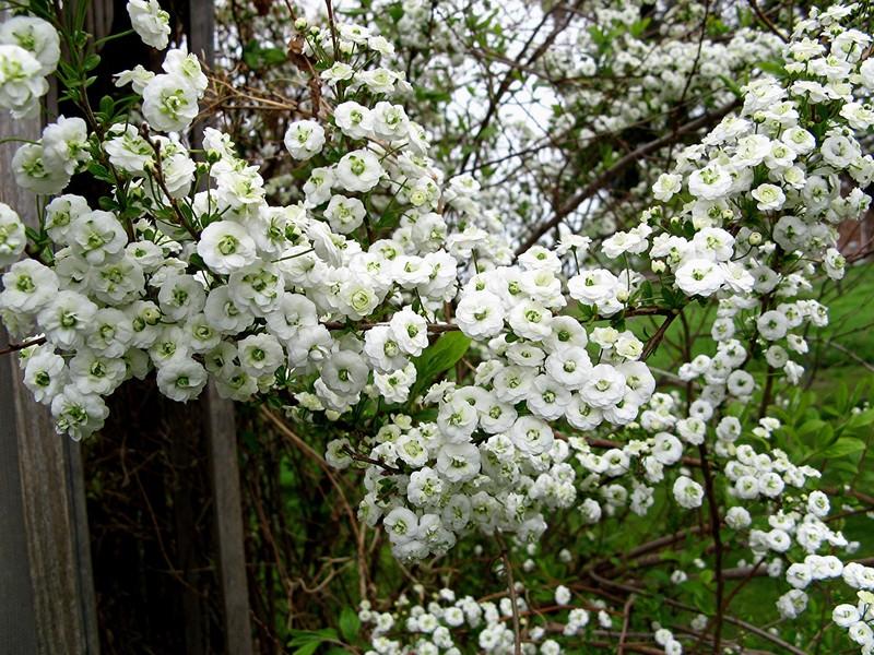 Photo of the bloom of Double Reeves Spirea (Spiraea cantoniensis ...
